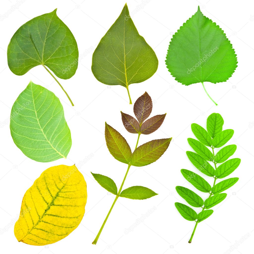 Ensemble De Différentes Feuilles Darbres Et De Plantes — Photographie