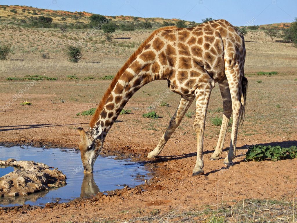 Giraffe drinking — Stock Photo © EcoPic #1995591