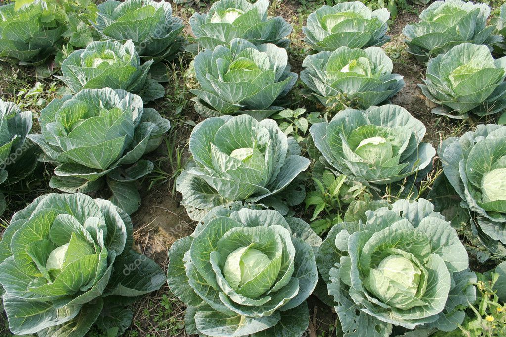 Cabbage field — Stock Photo © goldliu #2295524 Cabbage field — Stock Photo © goldliu #2295524