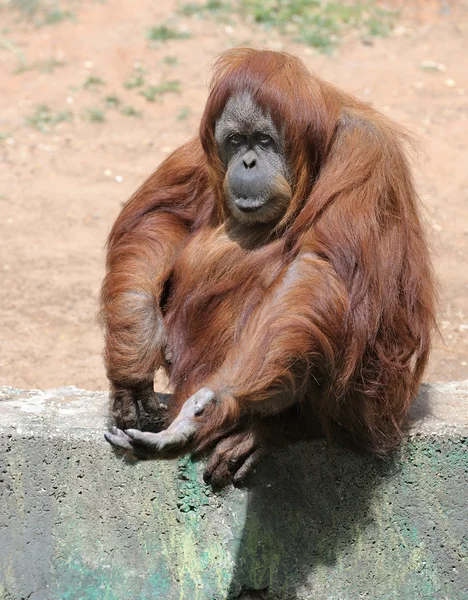 Fotos de Macaco feliz, Imagens de Macaco feliz sem royalties ...