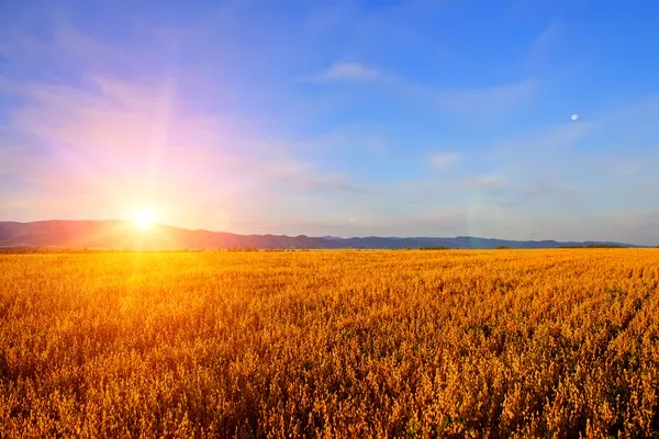 Sunrise on field Stock Photos, Royalty Free Sunrise on field Images ...