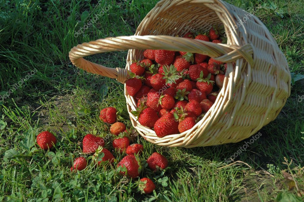 Strawberry Basket — Stock Photo © OlgaDrozd #1070920