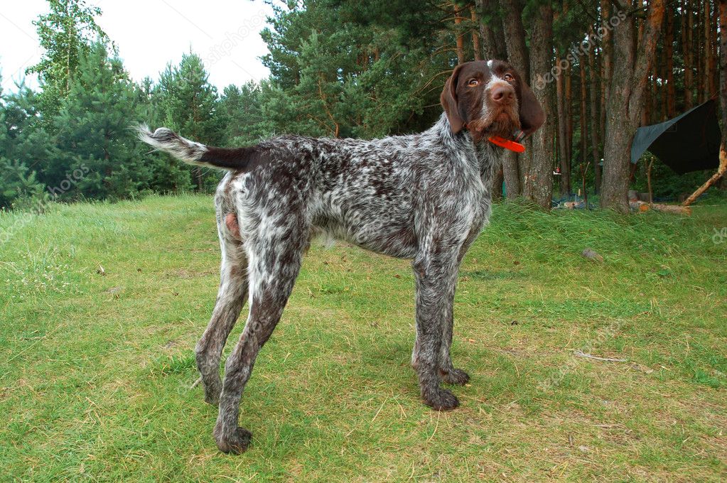 German wirehaired pointer Stock Photo by ©eAlisa 2152984