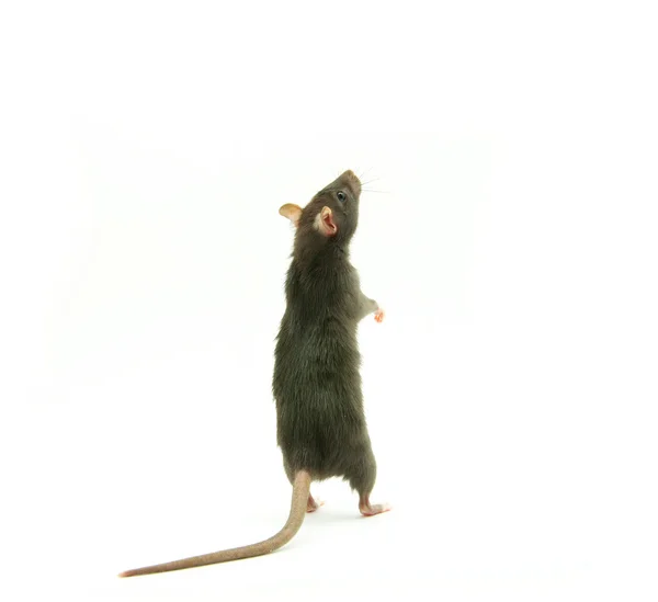 Funny rat Stock Photos, Royalty Free Funny rat Images | Depositphotos