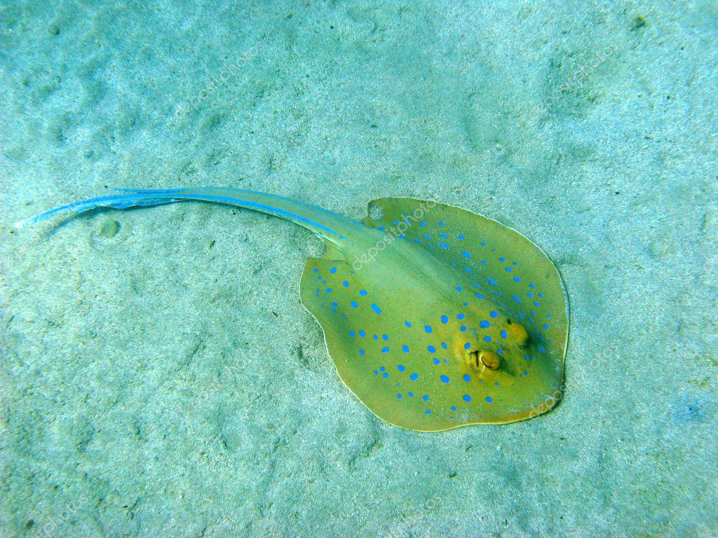 Blue-spotted stingray — Stock Photo © vintrom #1216098