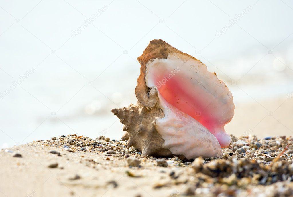 Conch shell on beach Stock Photo by ©Bedolaga 1028766