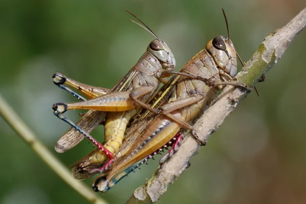 Female grasshopper Stock Photos, Royalty Free Female grasshopper Images ...
