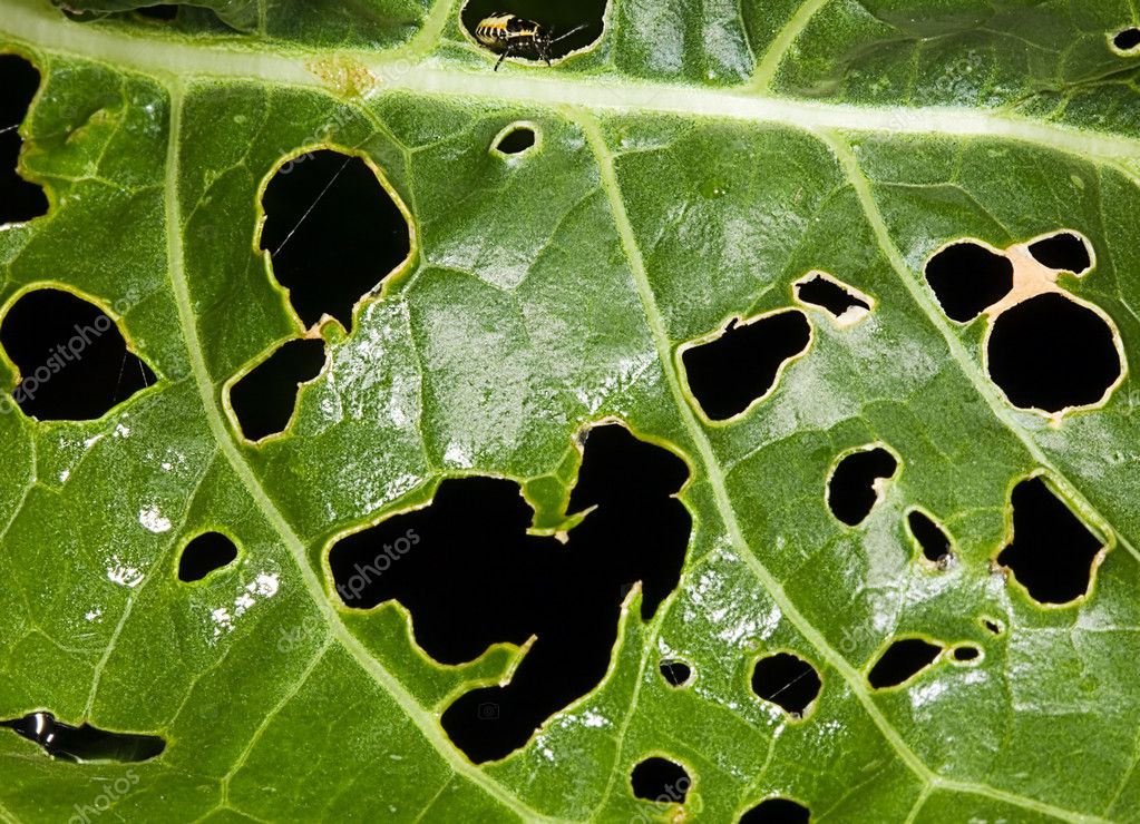 Green leaf damaged by caterpillars — Stock Photo © Parushin #1258358
