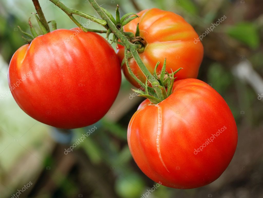 Bunch of big red tomatoes Stock Photo by ©kalinovsky 1049919