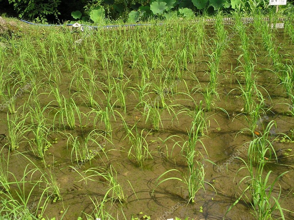 Rice growing — Stock Photo © DmylaKl #1115184