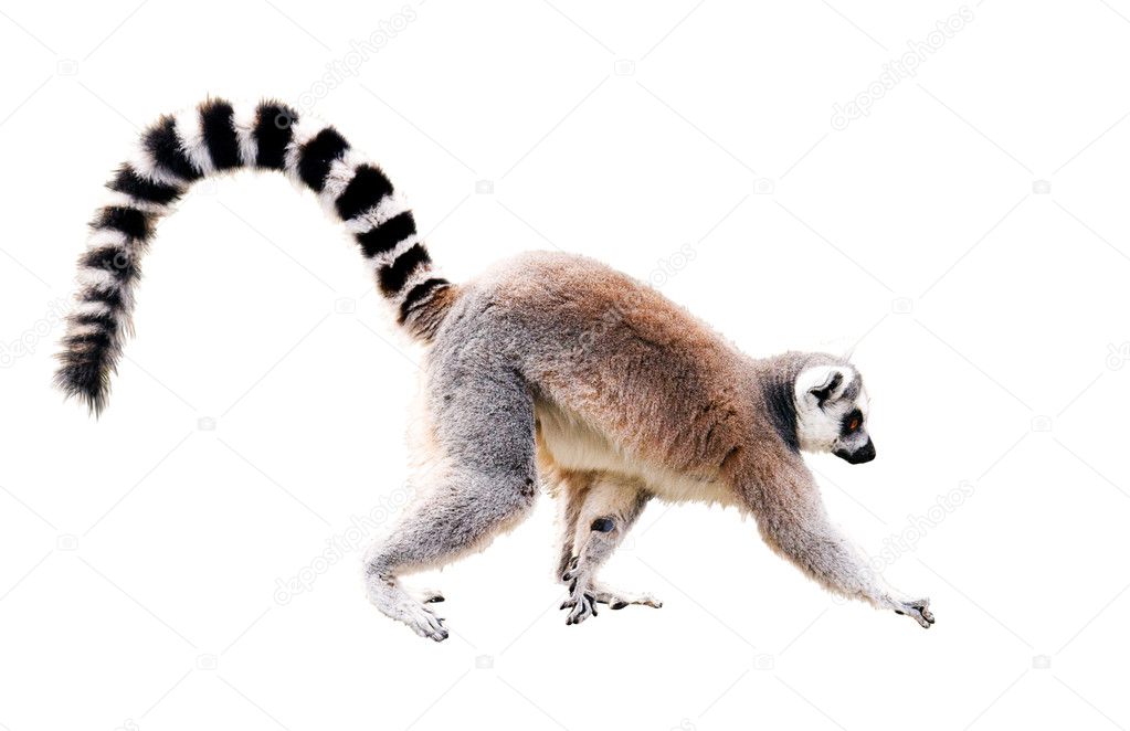 Lemur on white — Stock Photo © nrey_ad #1151756
