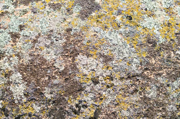 Moss on granite stone ⬇ Stock Photo, Image by © zhugin #11139479