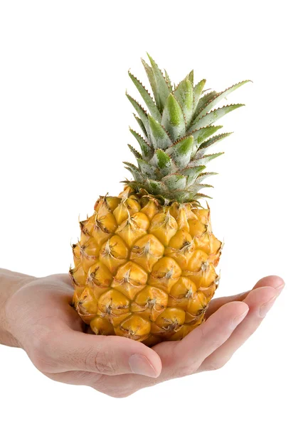 Small pineapple Stock Photo by ©spaxiax 1630237