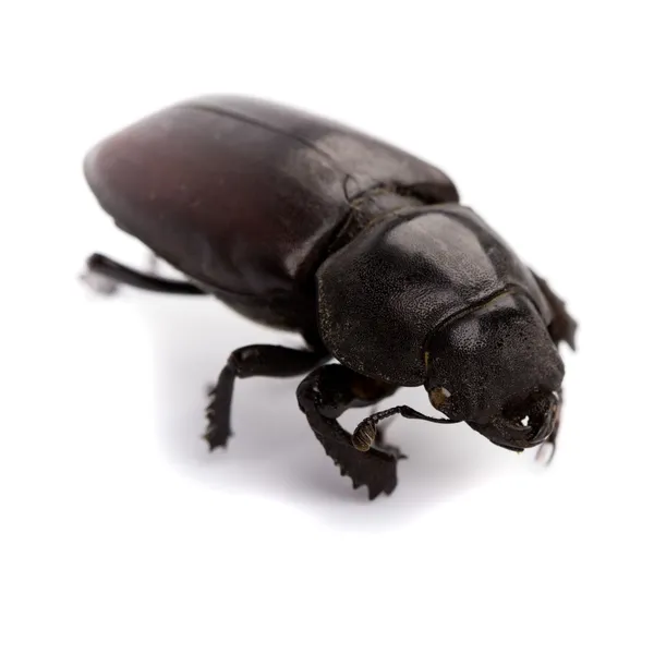 Black bug Stock Photos, Royalty Free Black bug Images | Depositphotos