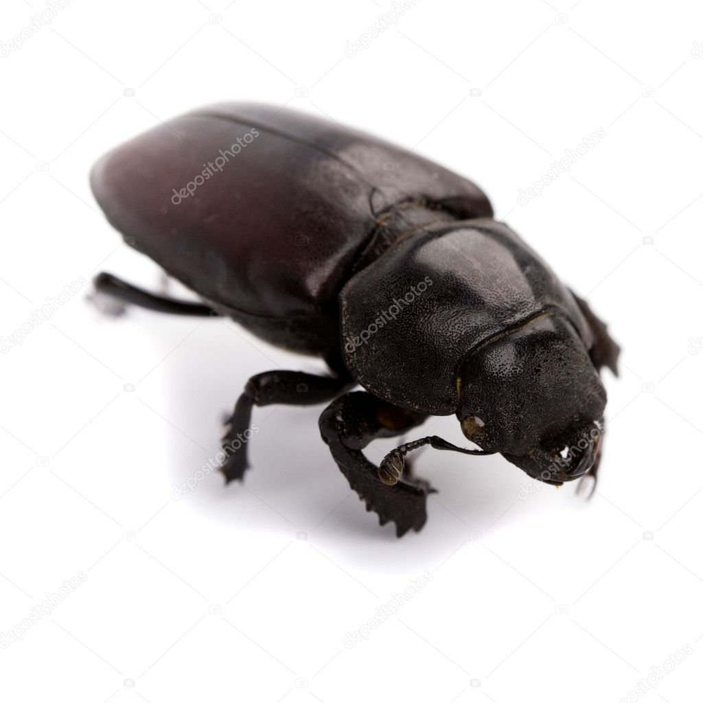 Black bug Stock Photo by ©marylooo 1073031