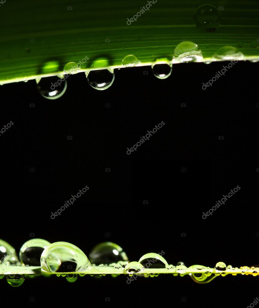 Drop and leaf background Stock Photo by ©jukai5 1063109