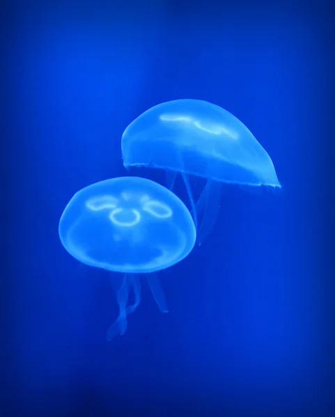 4,382 Beautiful color jellyfish Stock Photos, Beautiful color jellyfish ...