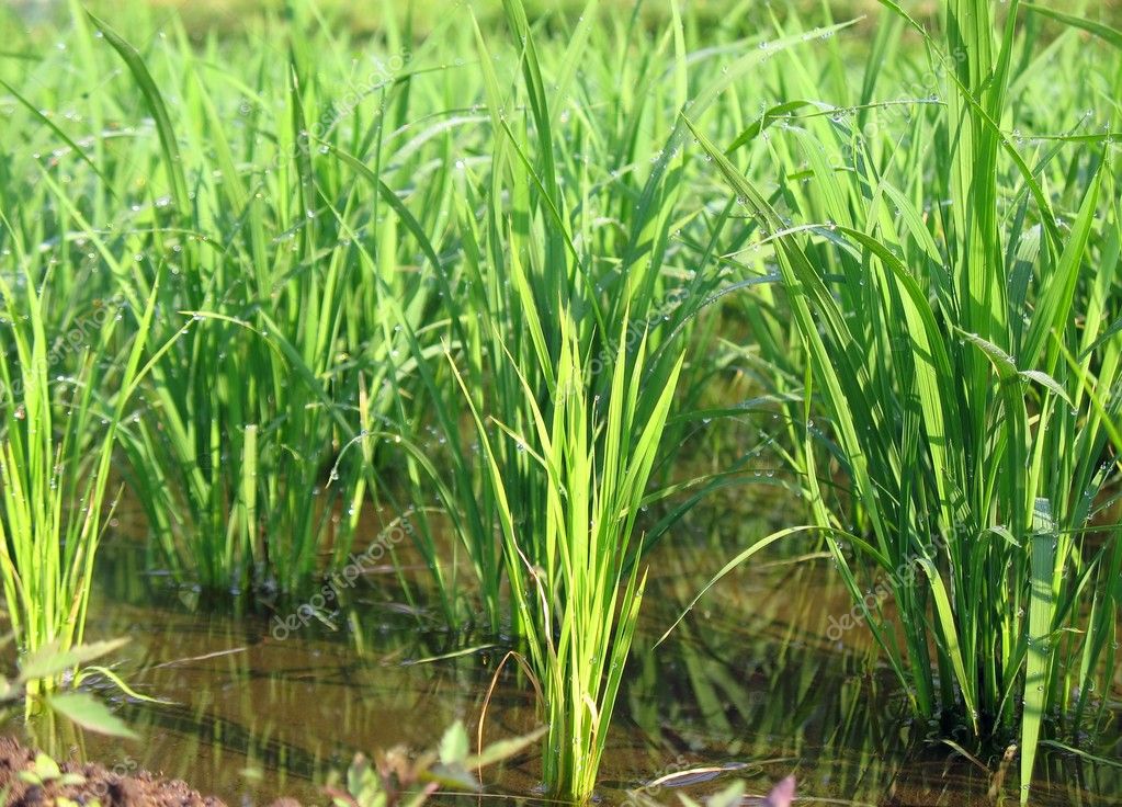Rice Paddy Closeup — Stock Photo © shiyali #1079412