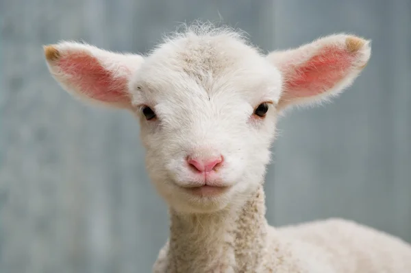 Baby lamb Stock Photos, Royalty Free Baby lamb Images | Depositphotos
