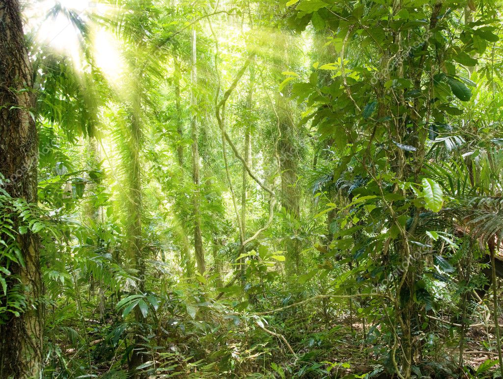 Sunshine in rain forest — Stock Photo © clearviewstock #1214167