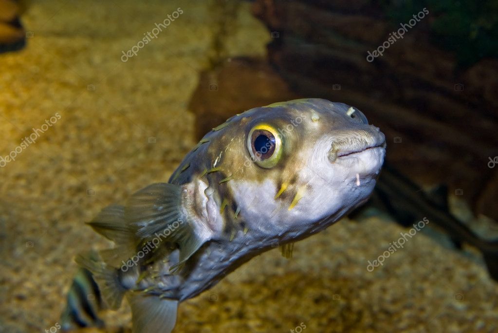 Cute fish — Stock Photo © clearviewstock #1245061