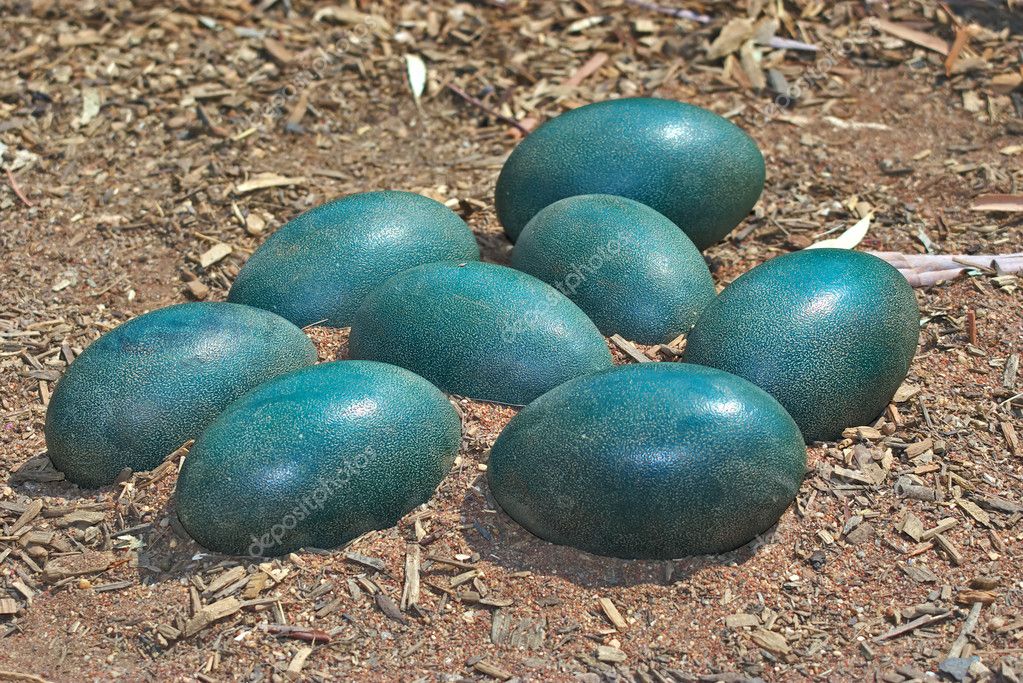 Green emu eggs in the dirt — Stock Photo © clearviewstock #2091923