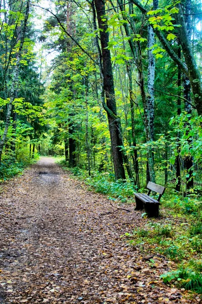 Bench at forest - Stock Image - Everypixel