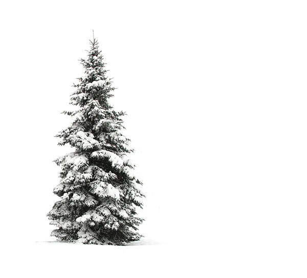 Pine tree isolated on white - Stock Image - Everypixel
