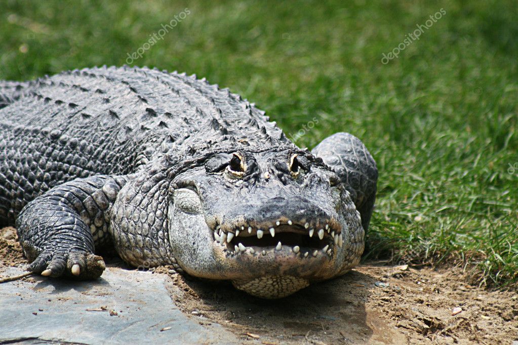 Aligator — Stock Photo © annabelle496 #1092464