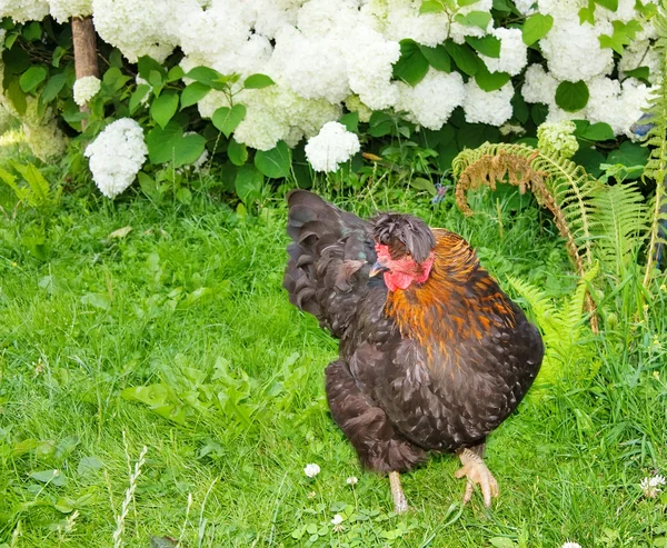 Spring chicken Stock Photos, Royalty Free Spring chicken Images ...