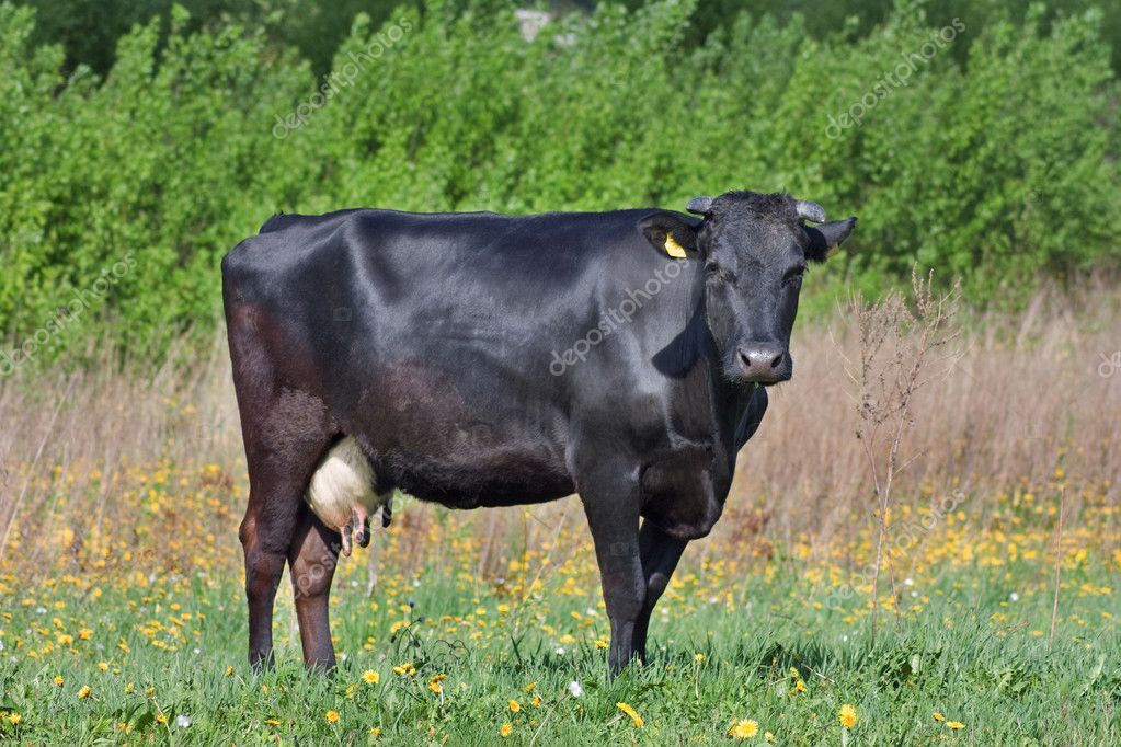 Black cow on the meadow — Stock Photo © aleksask #1090090