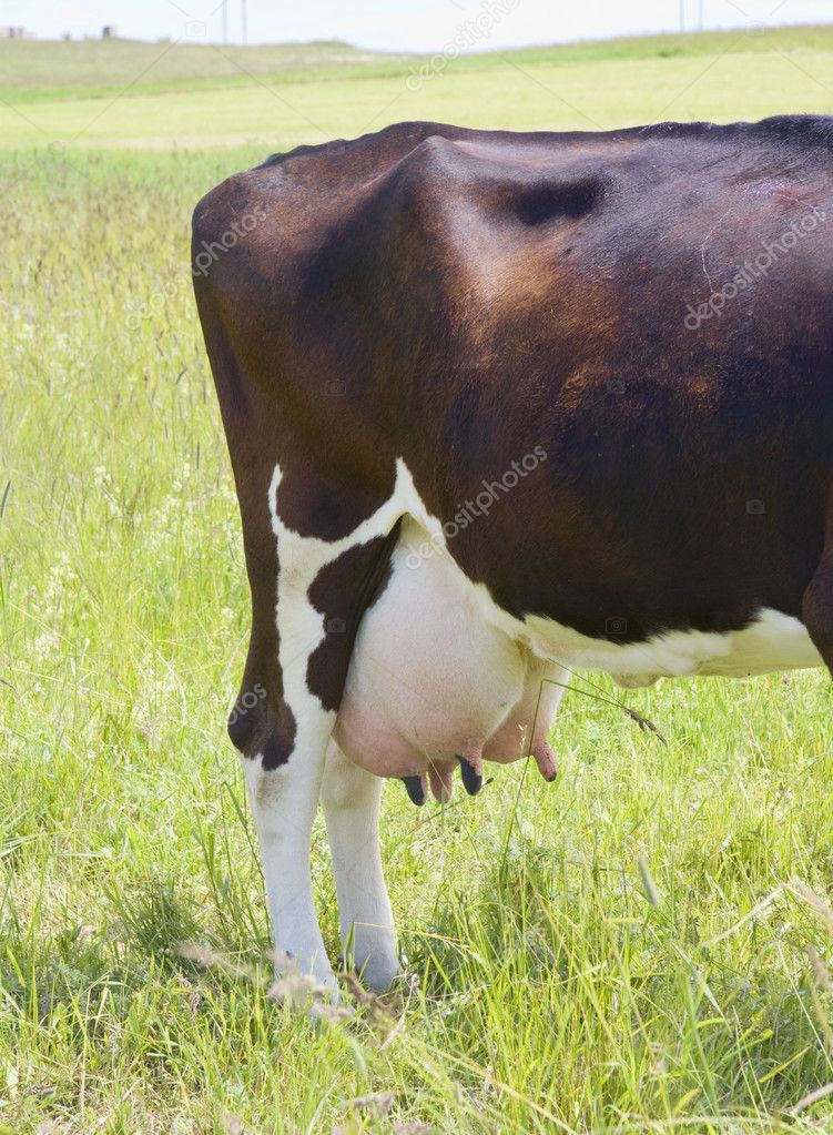 Cow udder Stock Photo by ©aleksask 1597446