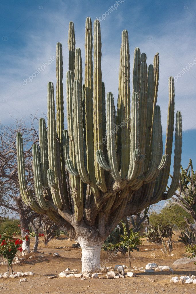 Giant cactus in Mexico — Stock Photo © DmitryRukhlenko #1095101