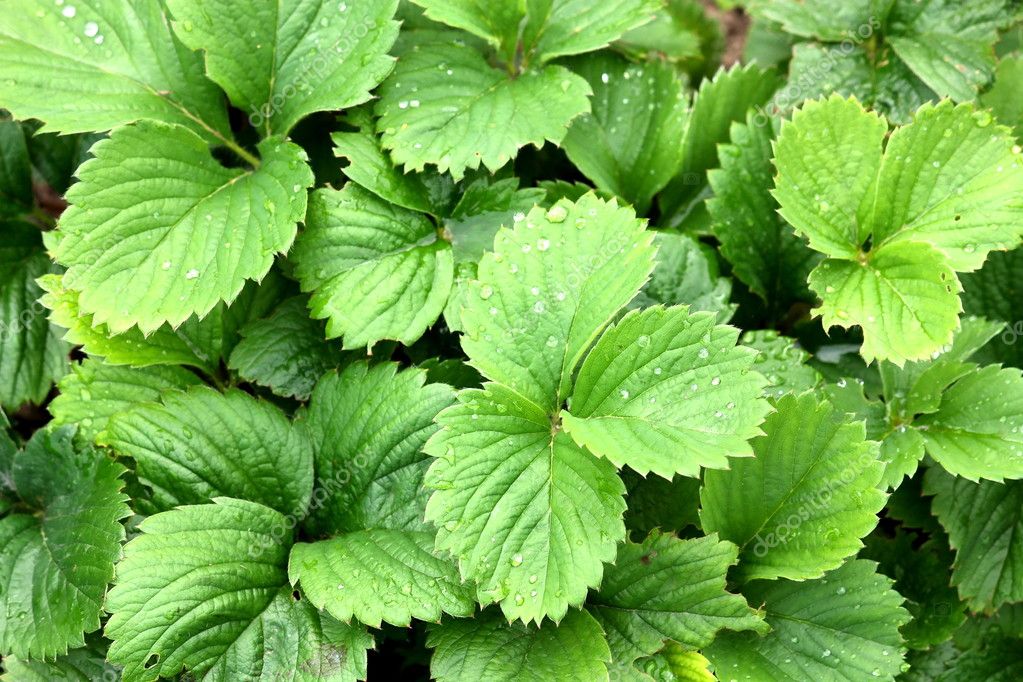 Strawberry leaves — Stock Photo #1090254
