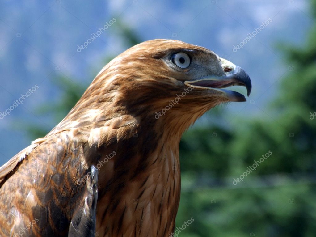 The tamed falcon on a background of Crim Stock Photo by ©acidgrey 1103673