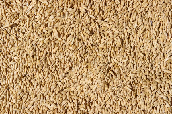 Texture of rice grains — Stock Photo © Aptyp_koK #1154854