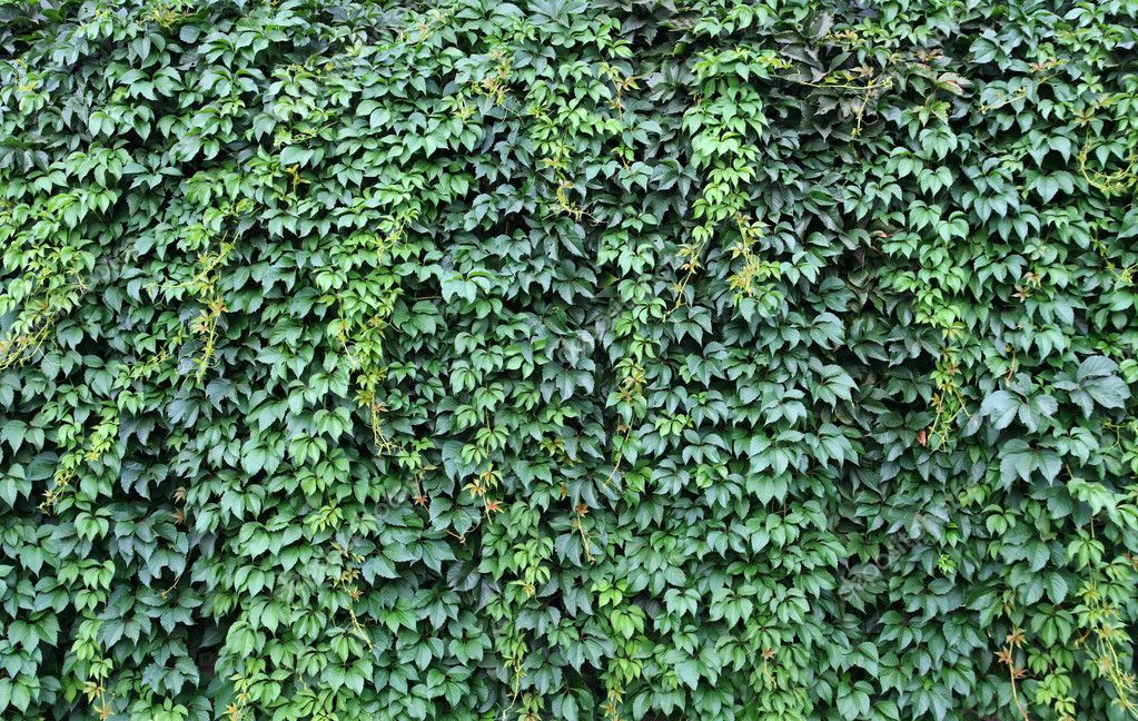 Texture Wild green grapes — Stock Photo © Aptyp_koK #1489559