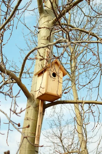 Starling bird house - Stock Image - Everypixel
