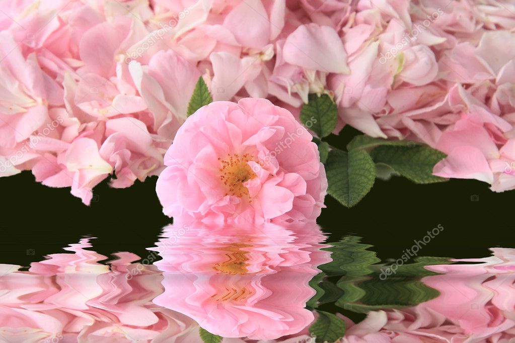 Tea Rose — Stock Photo © SergeyKolesnikov #1352207