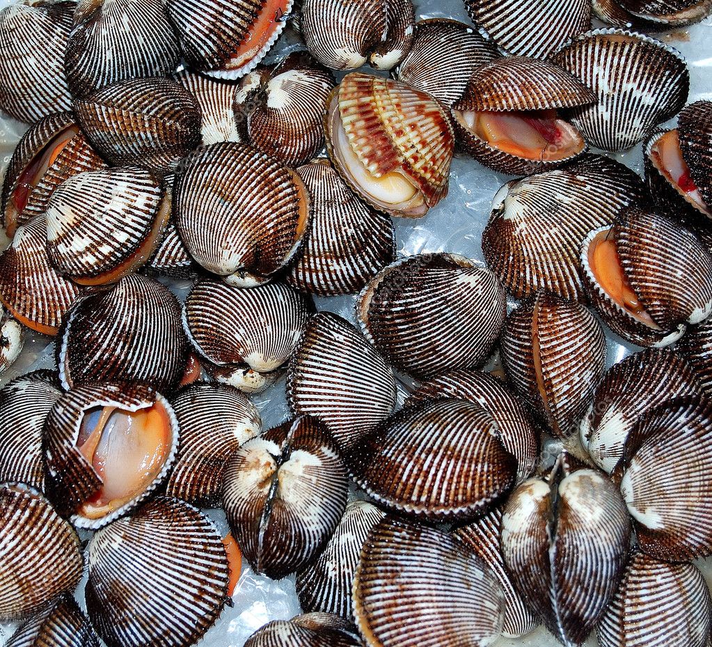 Mollusks — Stock Photo © yuiyui #1182069