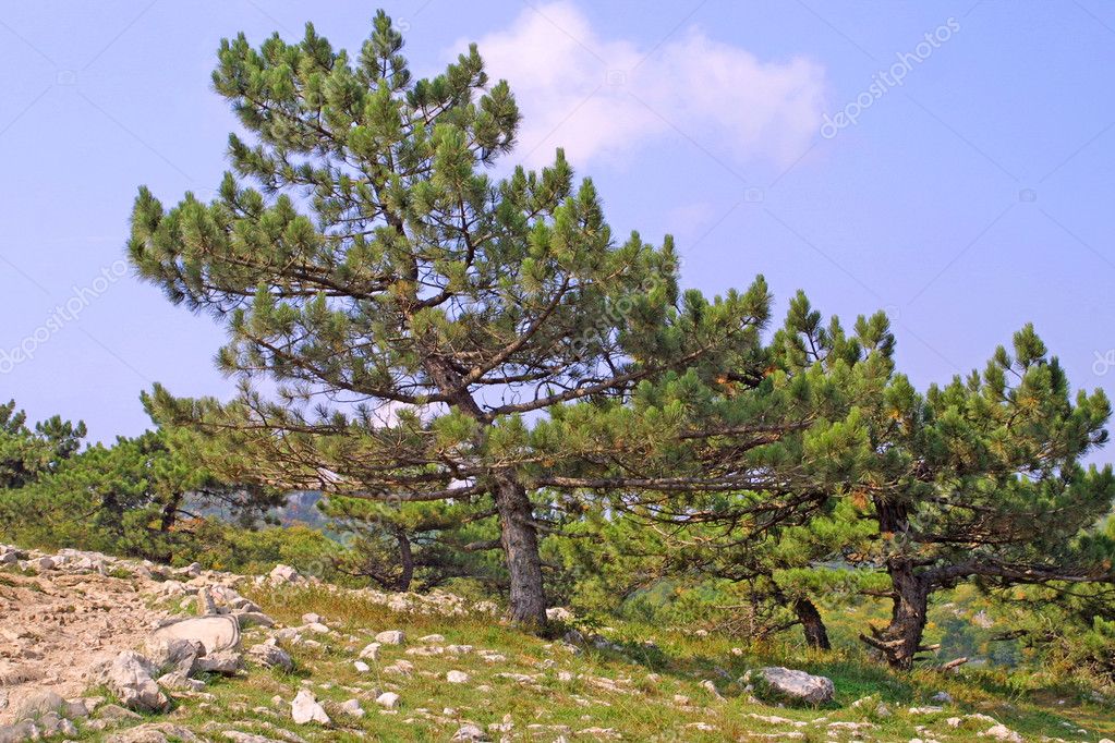 Pine-trees on a mountains slope — Stock Photo © katatonia82 #1326094