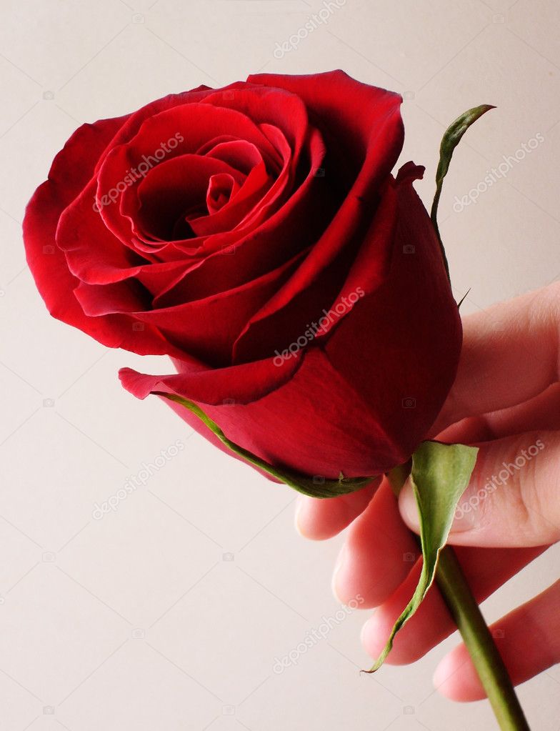 Flower in hand — Stock Photo © olgaaltunina #1100360