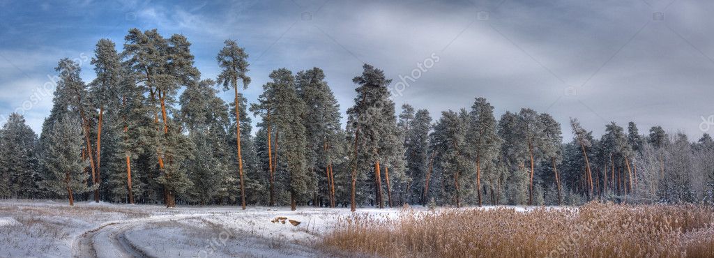 Winter pine forest — Stock Photo © Burdoff #1927791