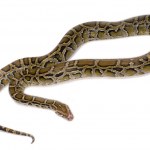 Python snake close-up, isolated on white — Stock Photo © VolodymyrBur ...