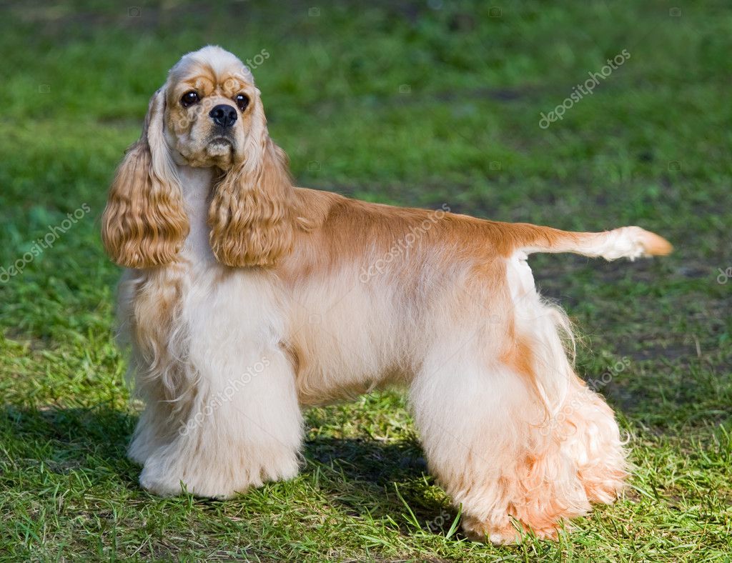 American cocker spaniel — Stock Photo © Laures #1121812