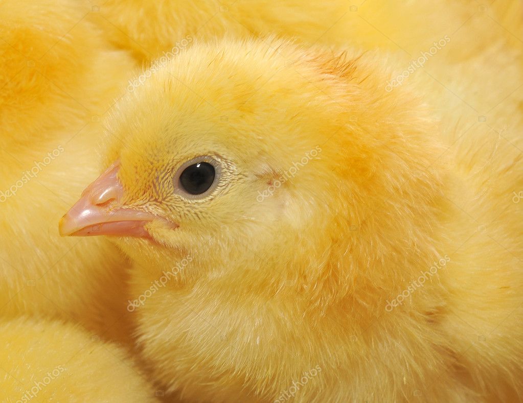 Pollito — Foto de Stock #1267060 — Depositphotos