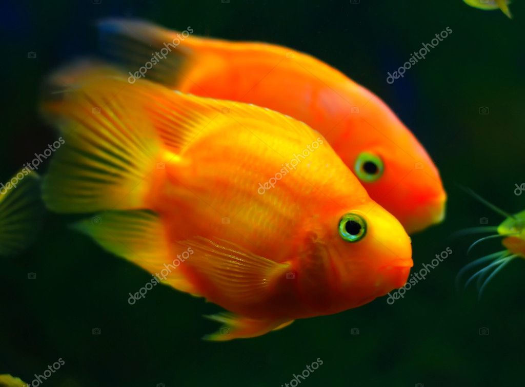 Goldfish — Stock Photo © Akbudak #1234939