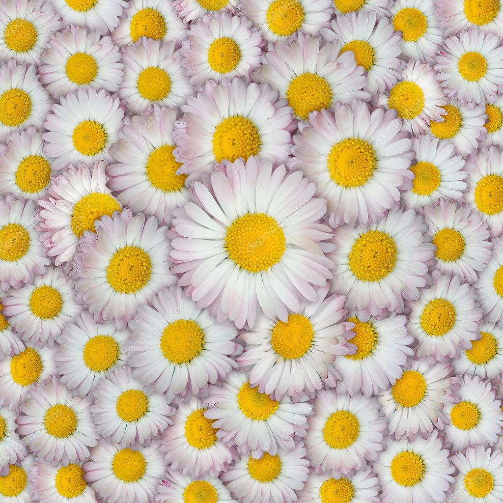 Daisies Stock Photo by ©avlntn 1141109