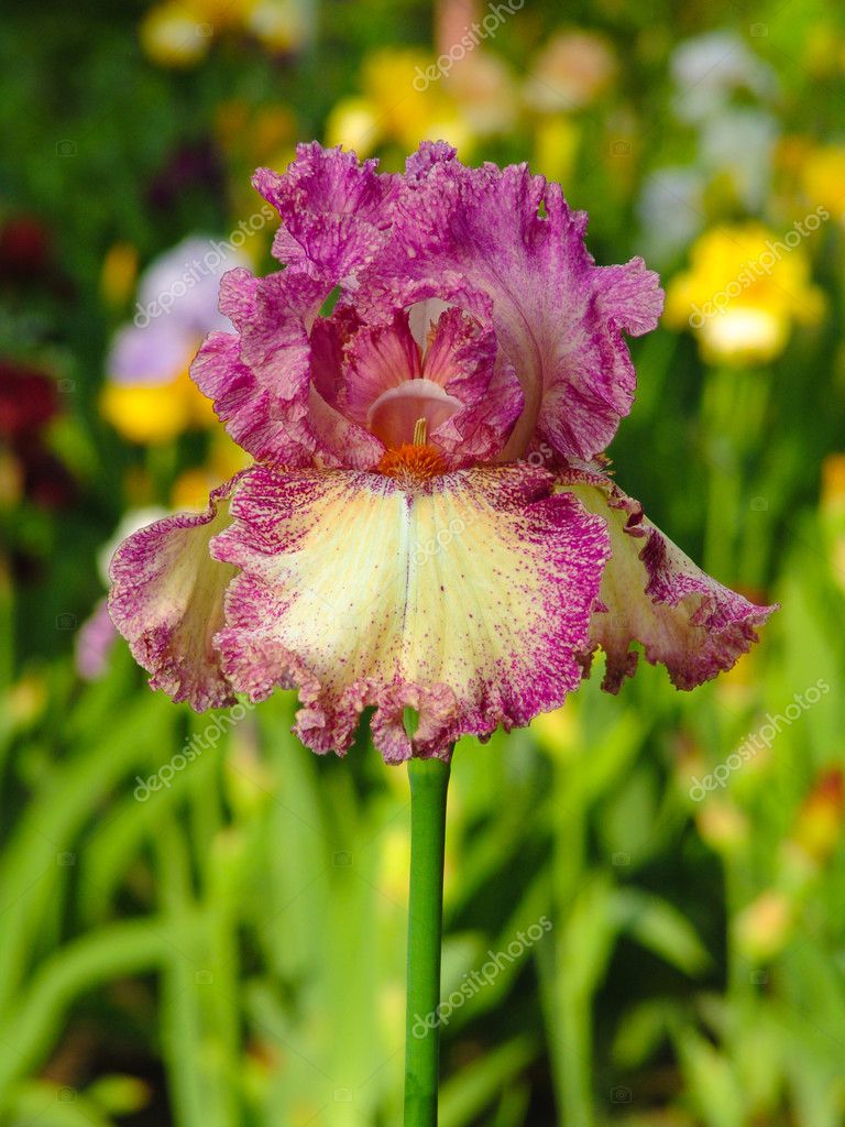 Pink iris on garden background Stock Photo by ©Sazykin 1210379