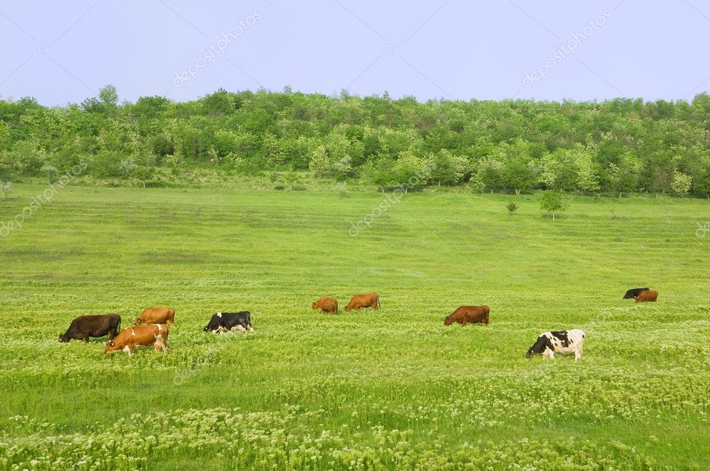 Green field with cows — Stock Photo © kiriak09 #1249709